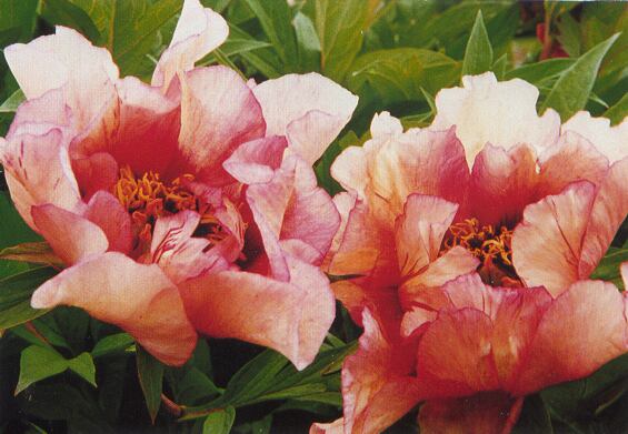 SAVAGE SPLENDOUR Afascinating blend of ivory, red and lavender blooms ...