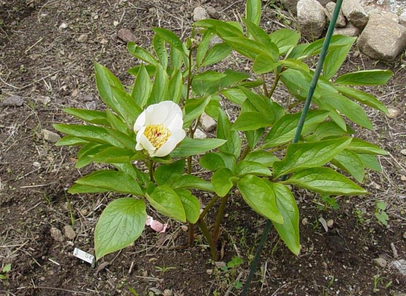 CarstenBurkhardt's WebProject Paeonia - ThePeony Database