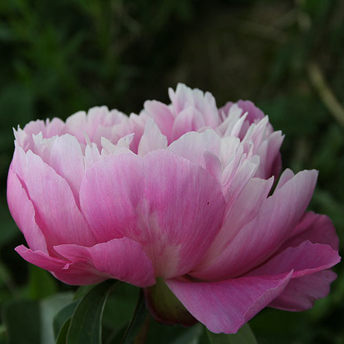 fotografiertim Rosenhof Ober, Dorf Wehlen 2007. Ein ganz ...