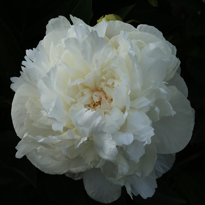 M.S.Uspenskaja 2003 ,p. 126: