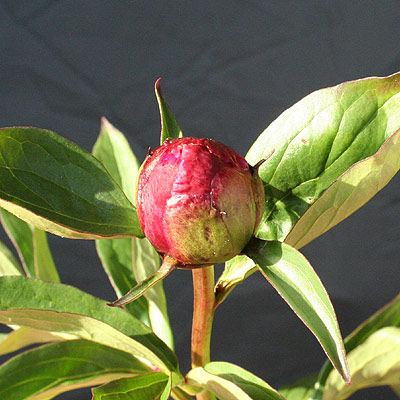 M.S.Uspenskaja 2003 ,p. 111: